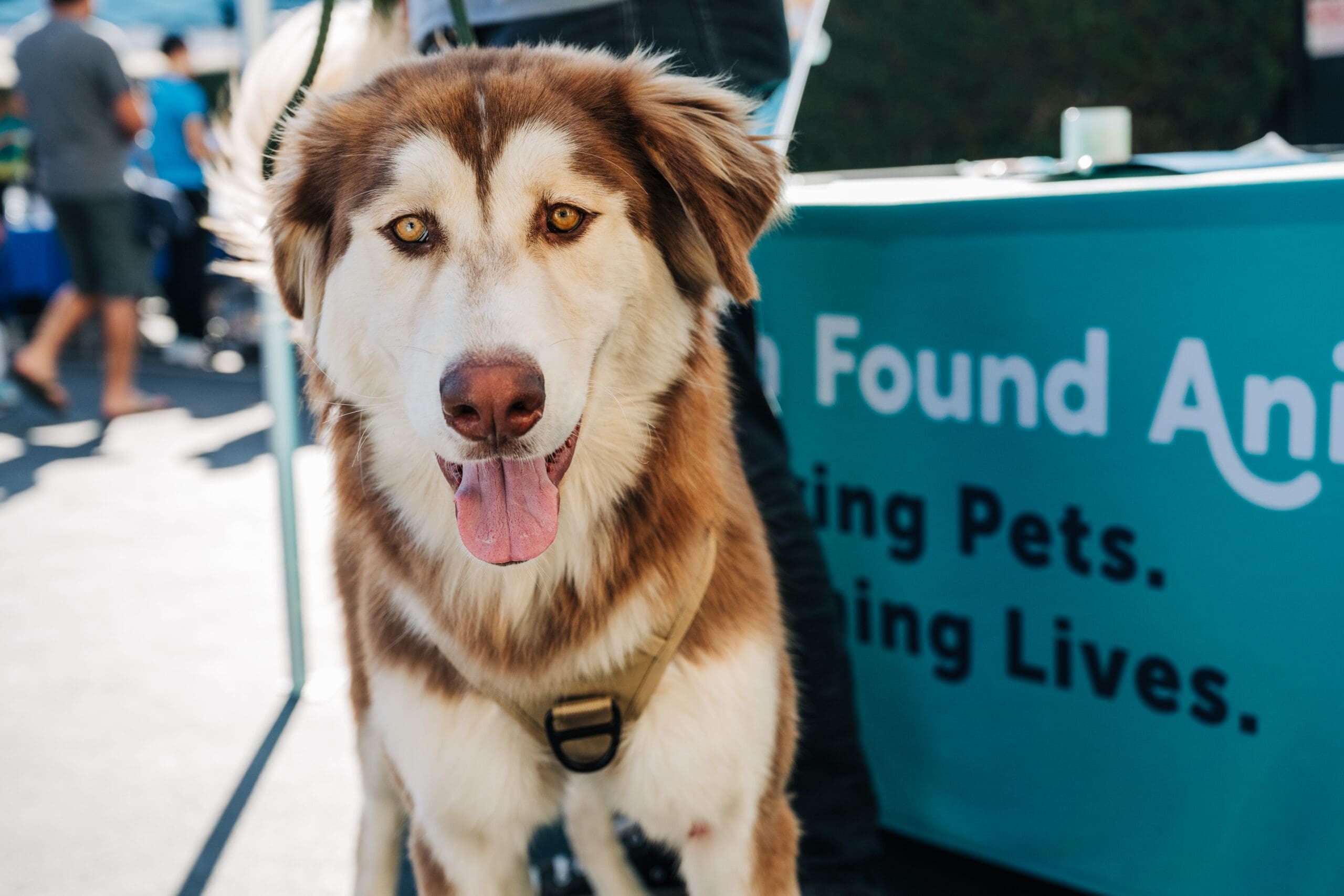 Better Neighbor Project: Pet Wellness Day