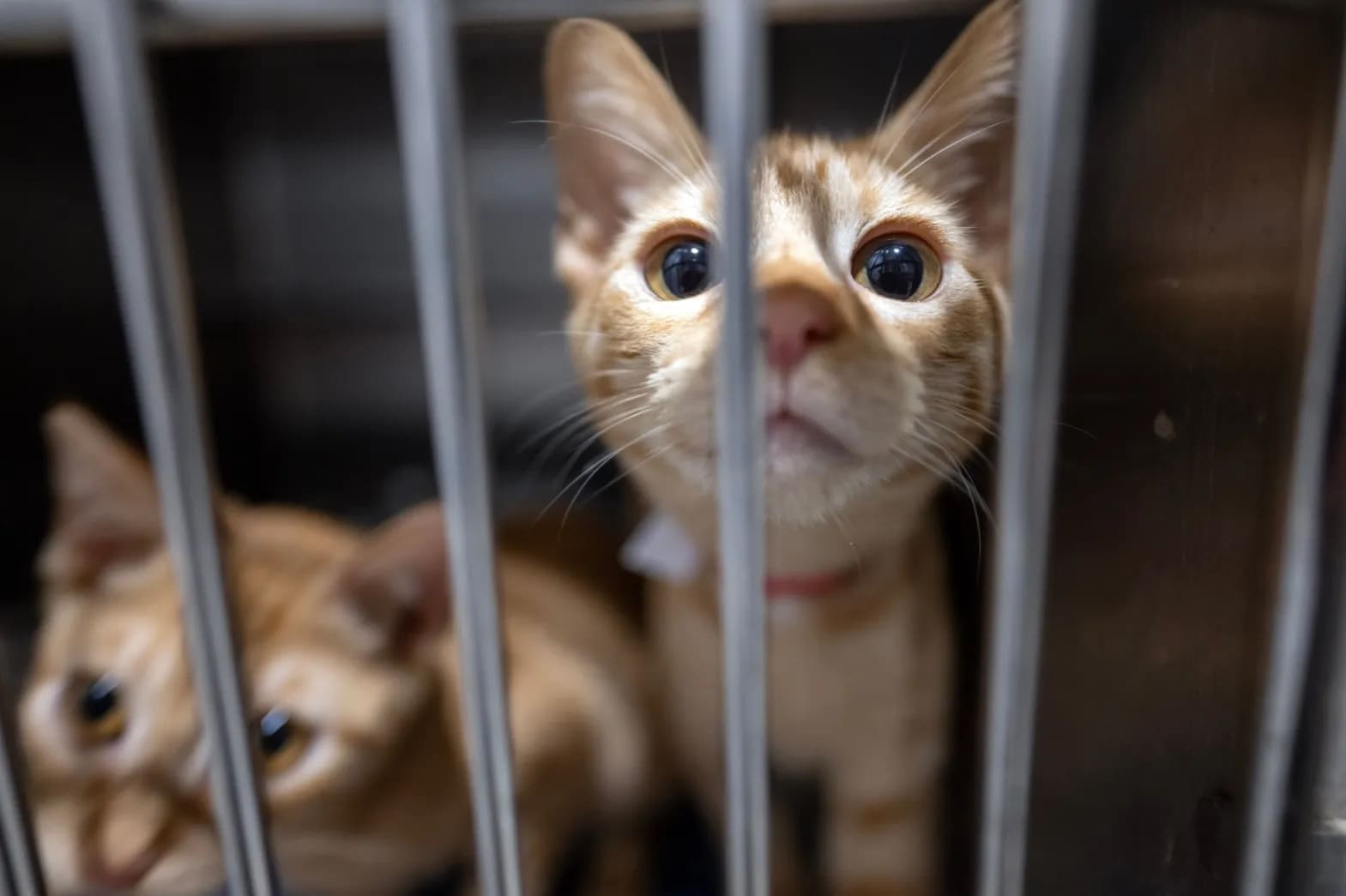 LA’s Animal Shelters Need Immediate Relief. A Back-to-Basics Approach ...